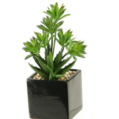 Jade plant in ceramic cylinder - D&W Silks