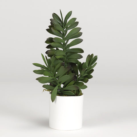 Jade plant in ceramic cylinder - D&W Silks
