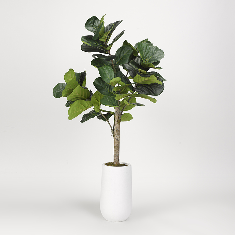 5.5' Fiddle leaf fig tree in tall round white resin planter - D&W Silks