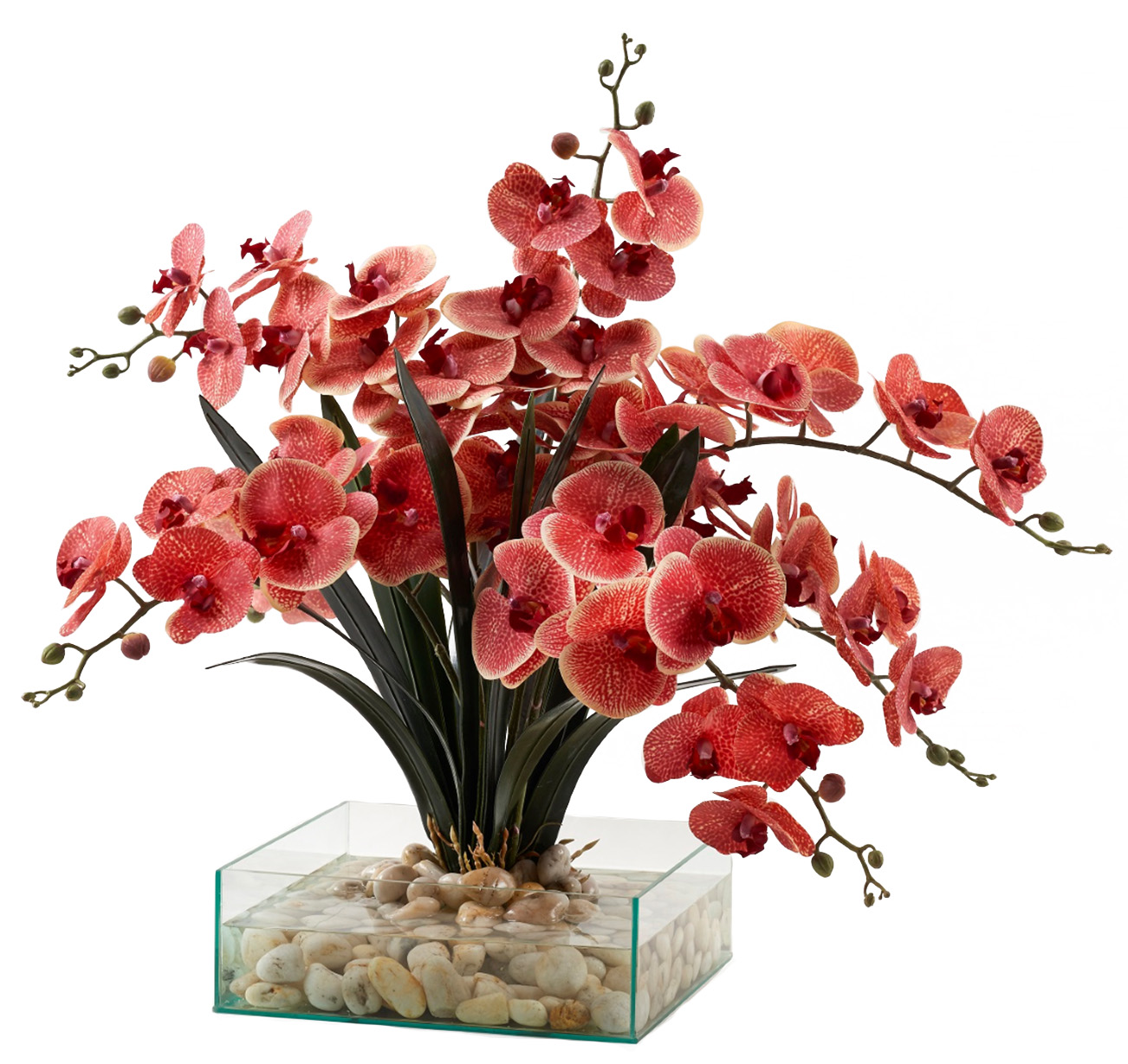 Red & Cream Phael Orchids in Square Aquarium Glass - 221032 - D&W Silks