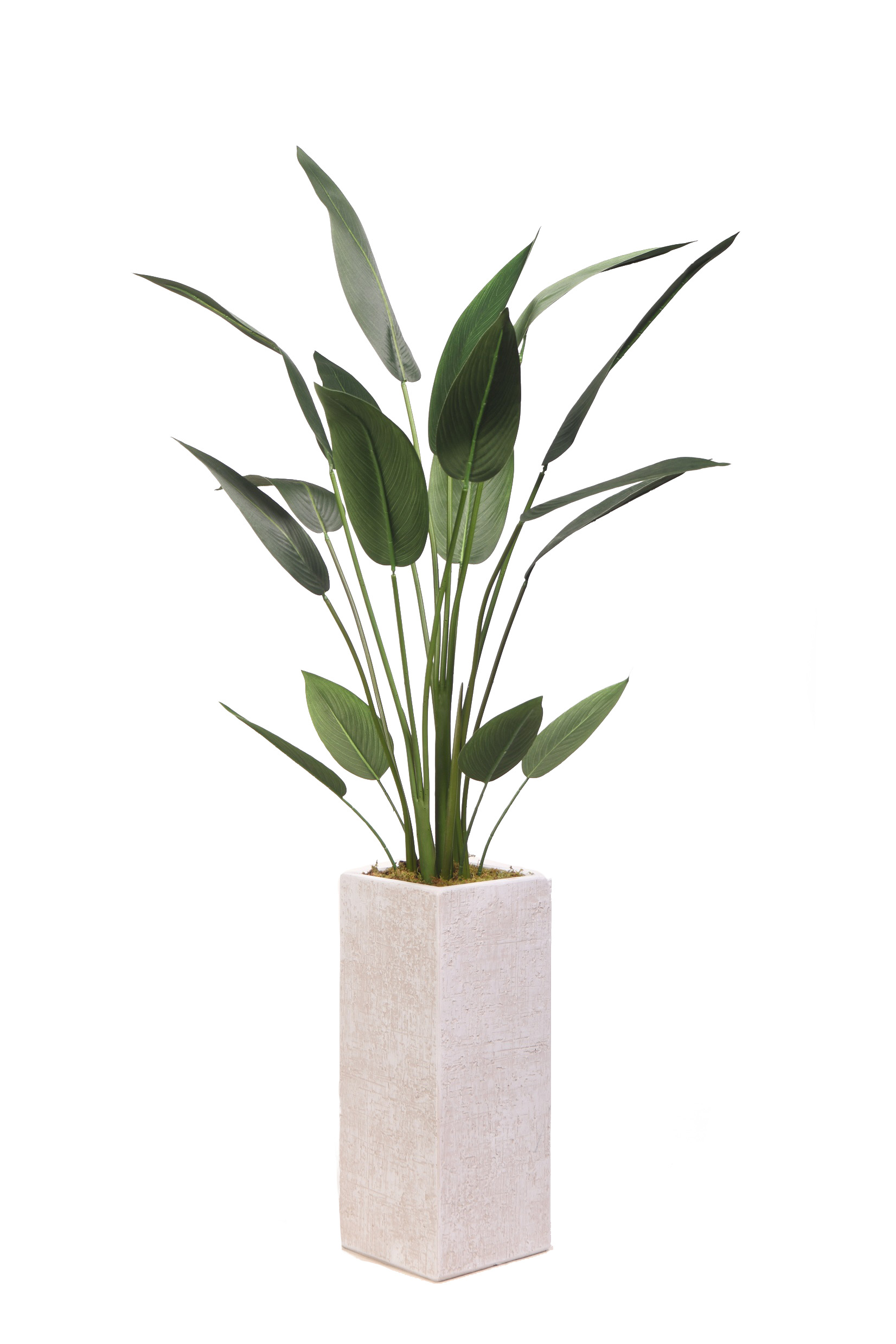 5' Traveler Palm in Tall Square White Resin Planter - D&W Silks