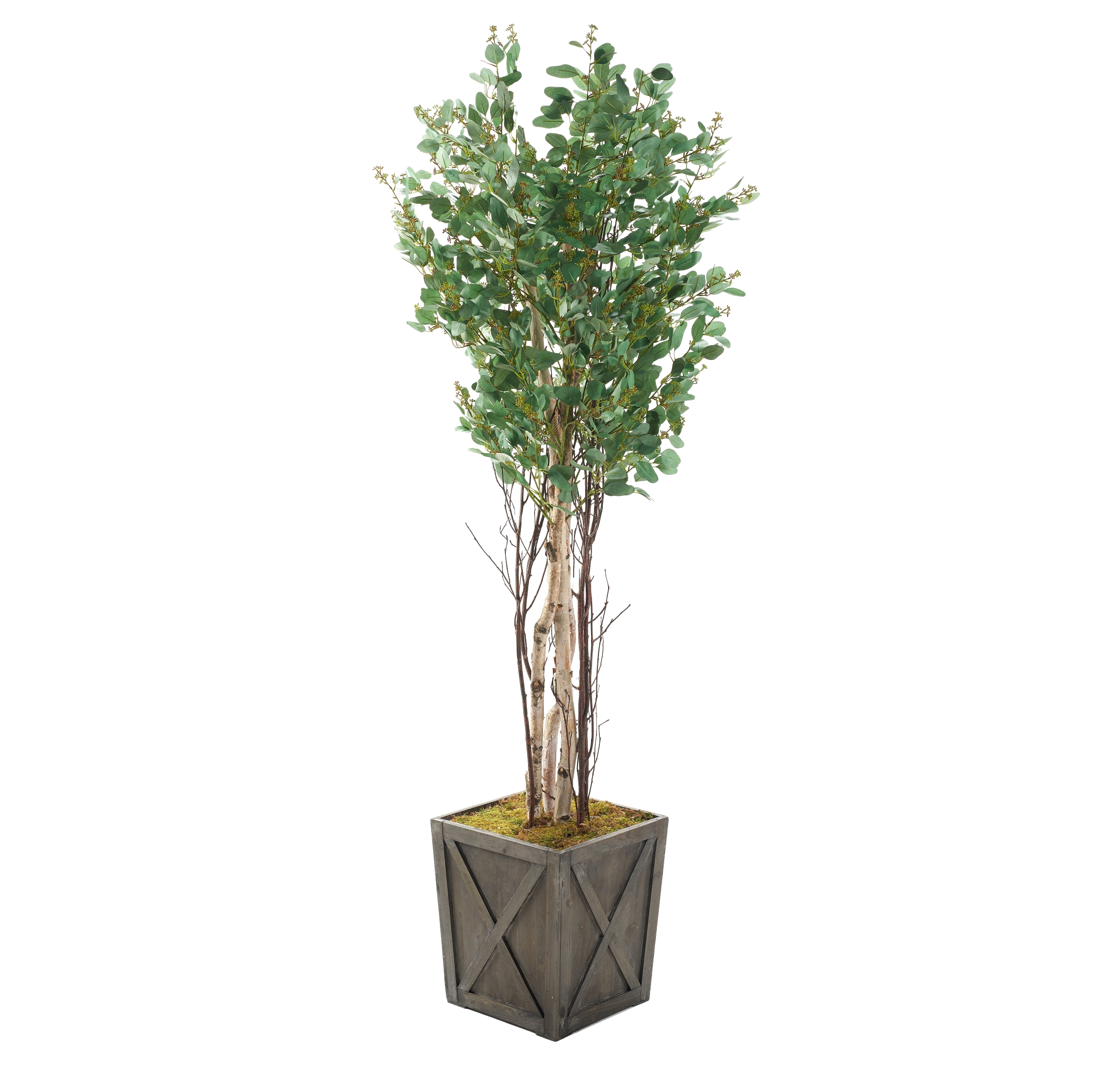 Eucalyptus Polyanthemos in Large Grange Planter 6.5′ – 323604|D&W Silks