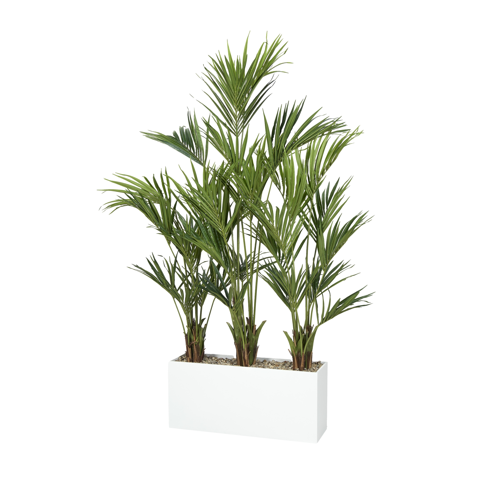 8.5′ Kentia Palm Screen in White Planter – 323113|D&W Silks