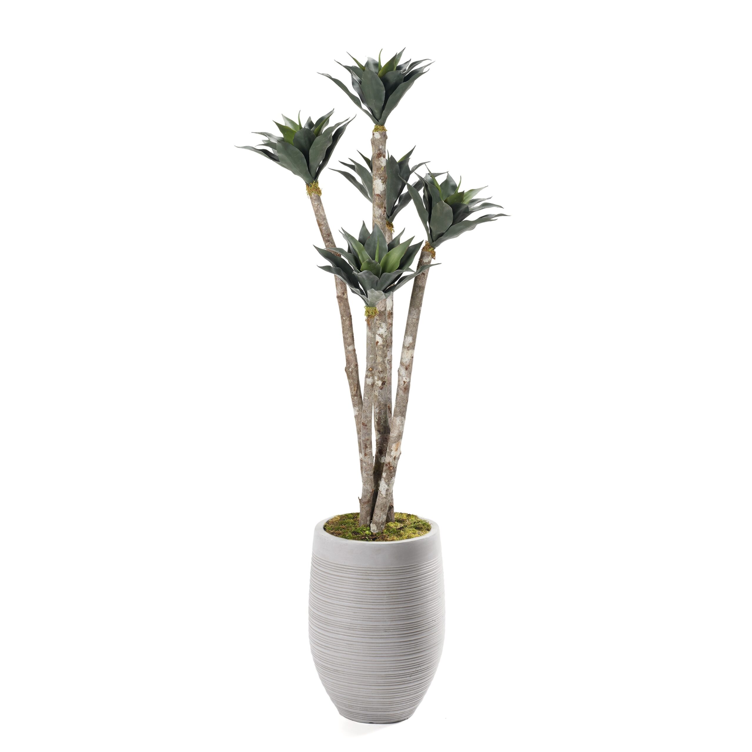 Agave Poles in Small Kai Planter – 324004|D&W Silks