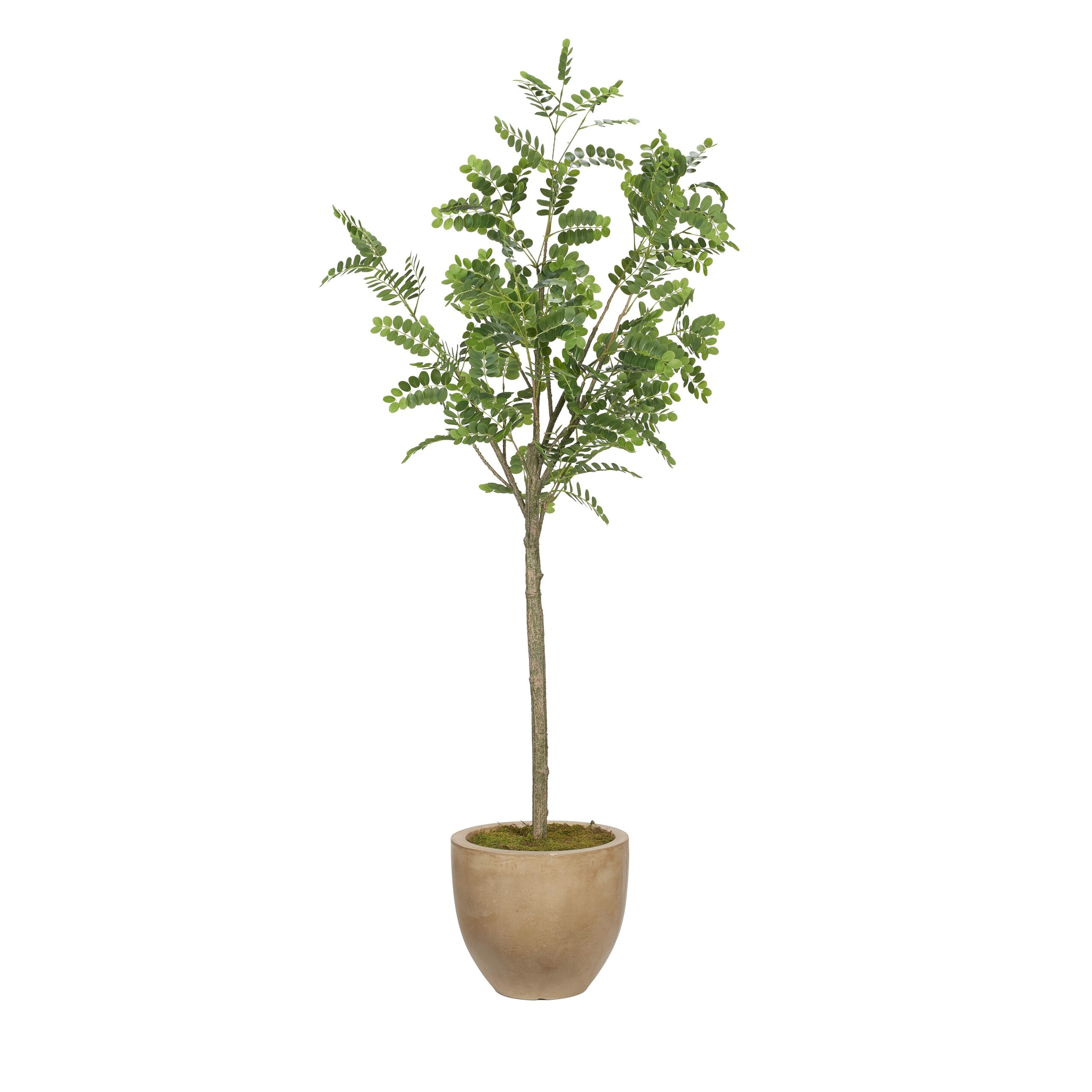 Pagoda Tree in Small Grove Planter – 1022-2907|D&W Silks