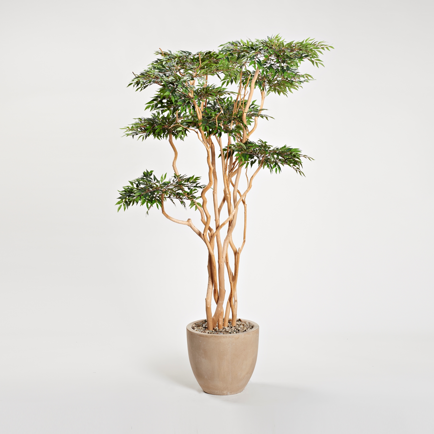 Sandblasted Ruscus Tree in Medium Grove Planter 7′ – 322915|D&W Silks