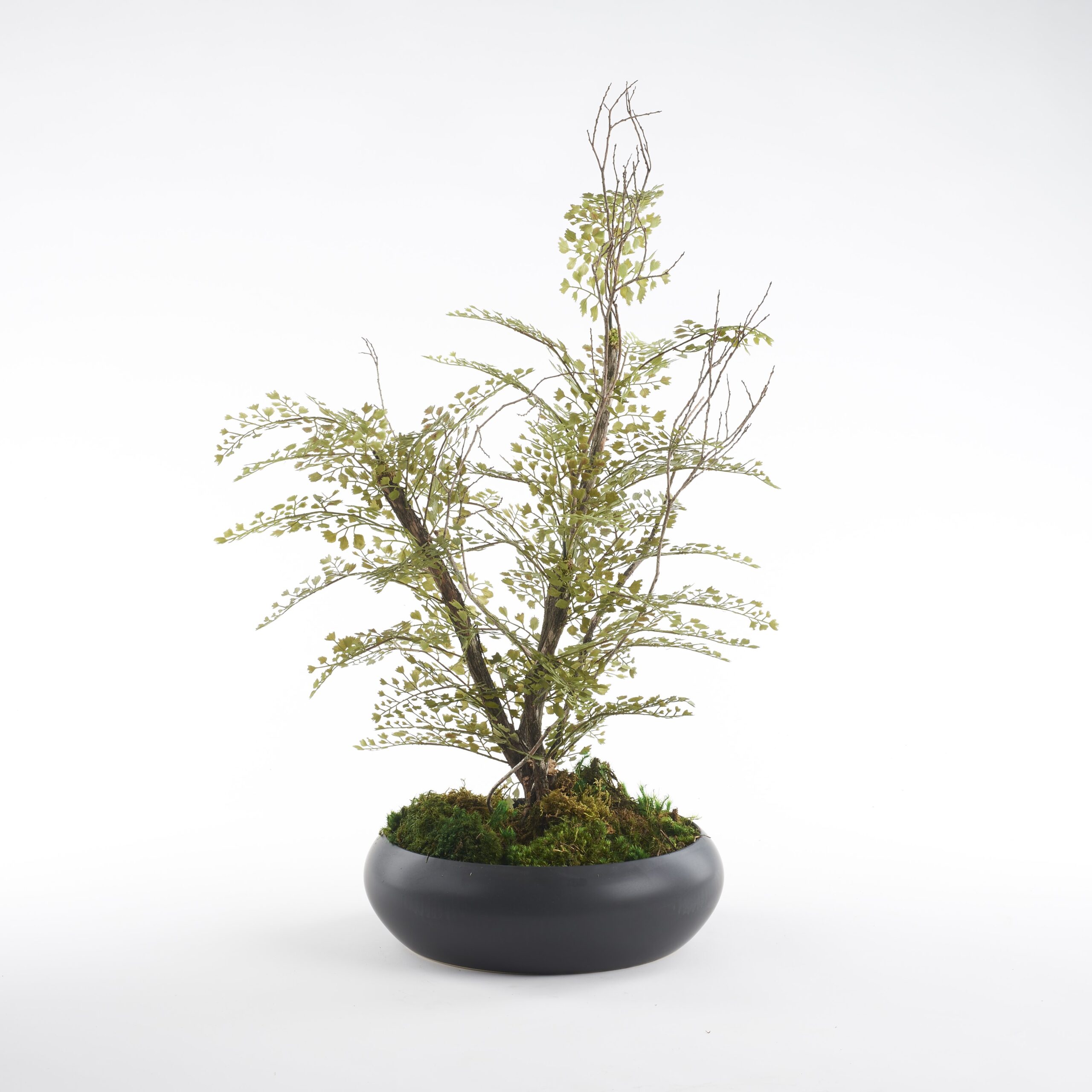 Iron Fan Fern in Black Bowl – 324318|D&W Silks