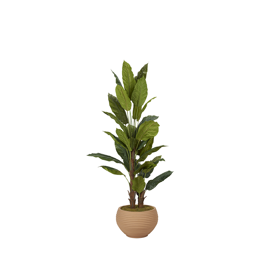 Spath Plant in Alfredo Planter 7′ – 7241010|D&W Silks