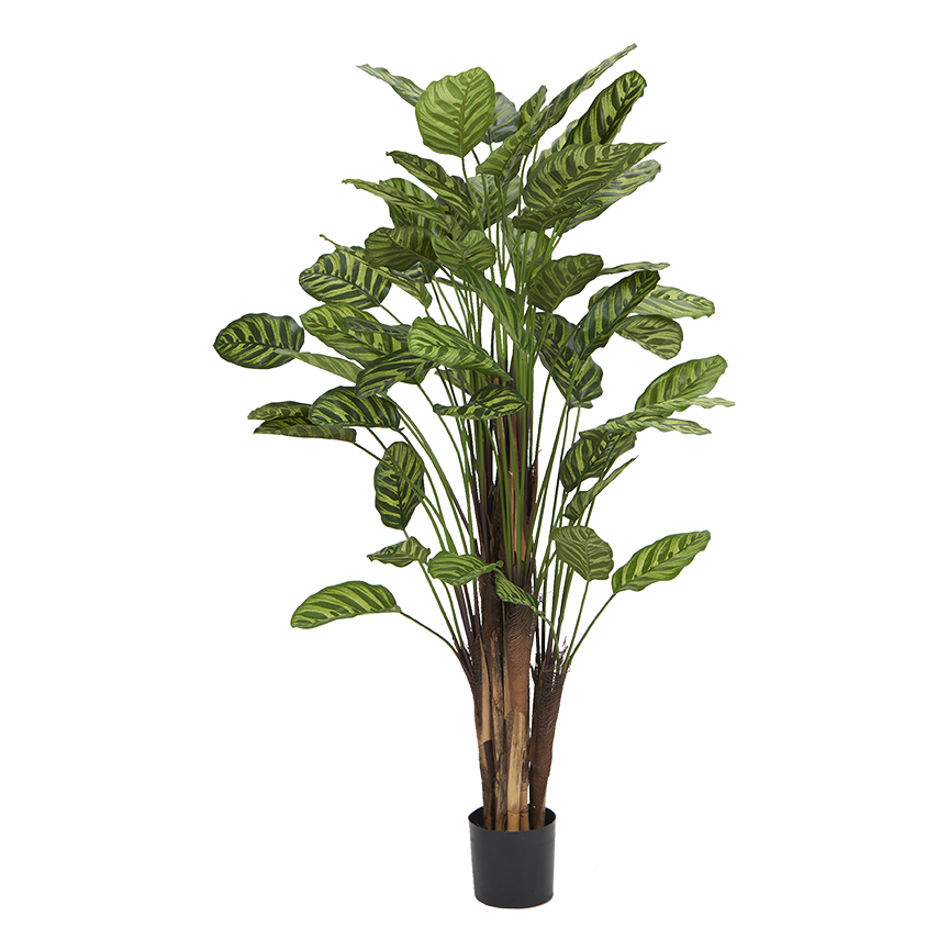 Calathea Plant in Nursery Pot 4′ – TL1051|D&W Silks