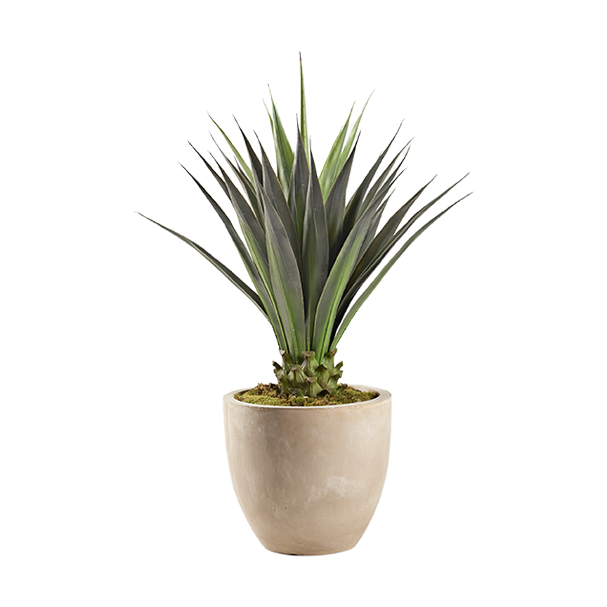 Jumbo Agave in Grove Planter 5.8′ – 321894|D&W Silks